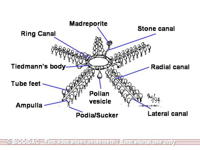 welcome to zoology world: water vascular system in sea star