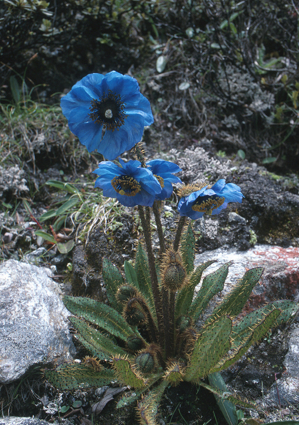 Meconopsis World - A Visual Reference: Meconopsis horridula - Photos In ...
