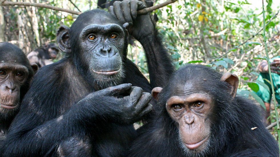 GRANDES SIMIOS PATRIMONIOS VIVOS DE LA HUMANIDAD: PETICIÓN A LA UNESCO