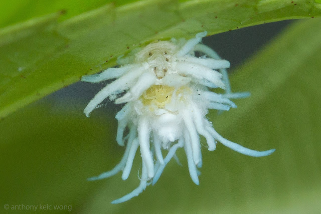 Macro Photography: The Mystery White Insect - ID: Ortalia / Amida ...