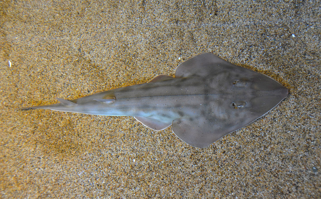 Real Monstrosities: Guitarfish