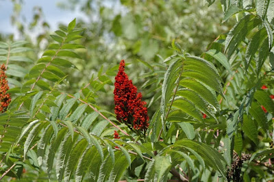Field Biology in Southeastern Ohio: Sumacs of Ohio