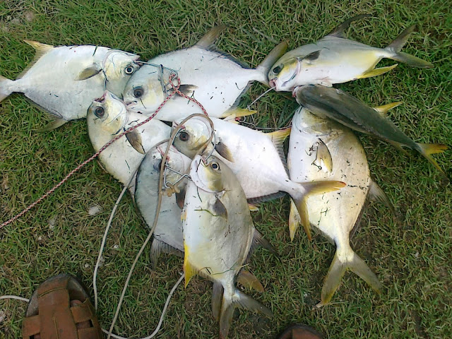 PANCING BAWAL MAS KOLAM SG SEMBILANG