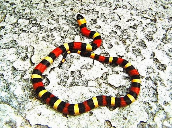 Palace of Pets: Five Most Popular pet snakes of World