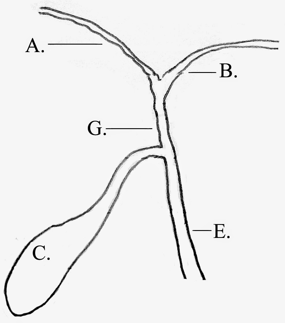 GASTROENTEROLOGIE VETERINARA: 2. Afecţiuni biliare