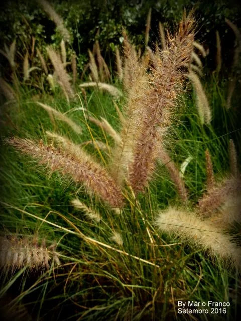 Meu Cantinho Verde: CAPIM-DO-TEXAS, CAPIM-CHORÃO - ( Pennisetum setaceum )