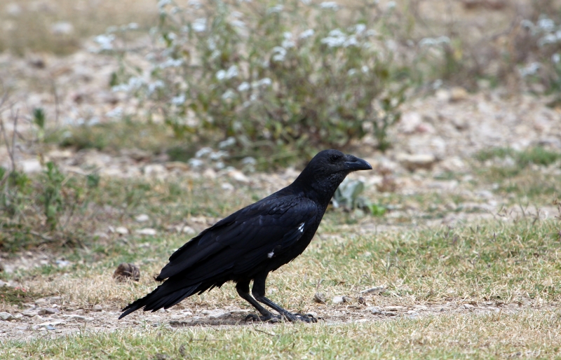 Fan tailed raven - Alchetron, The Free Social Encyclopedia