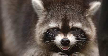 Queens Crap: Dilapidated Jamaica home is raccoon heaven