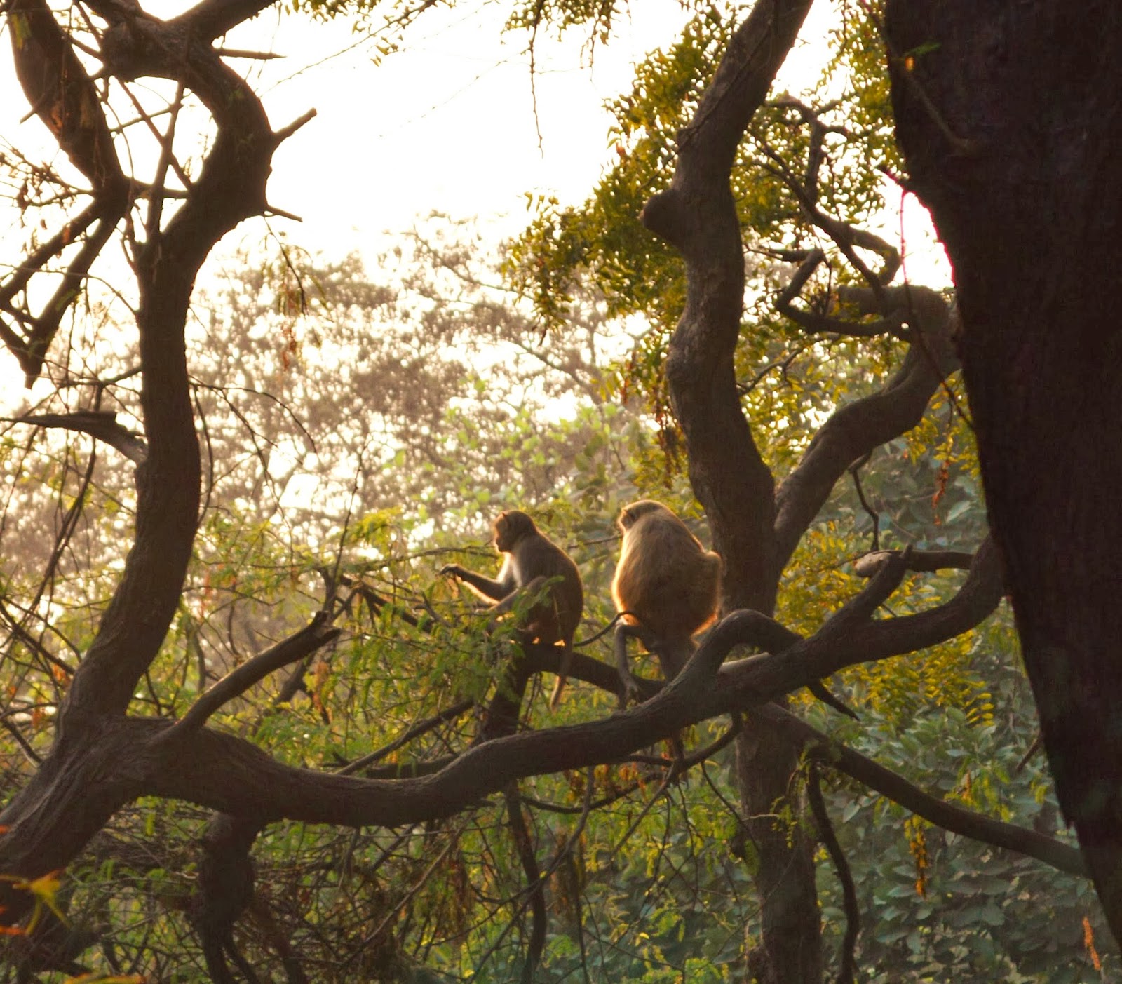 evenfewergoats: Meghalaya Monsoon Itinerary