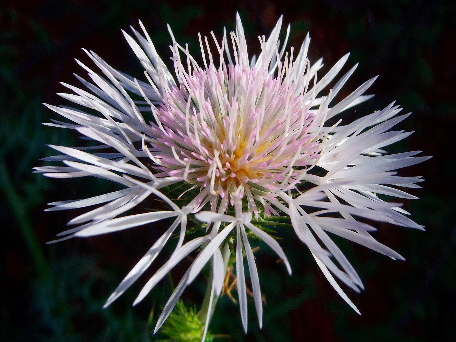 Montse Fotoblog: Cardo blanco