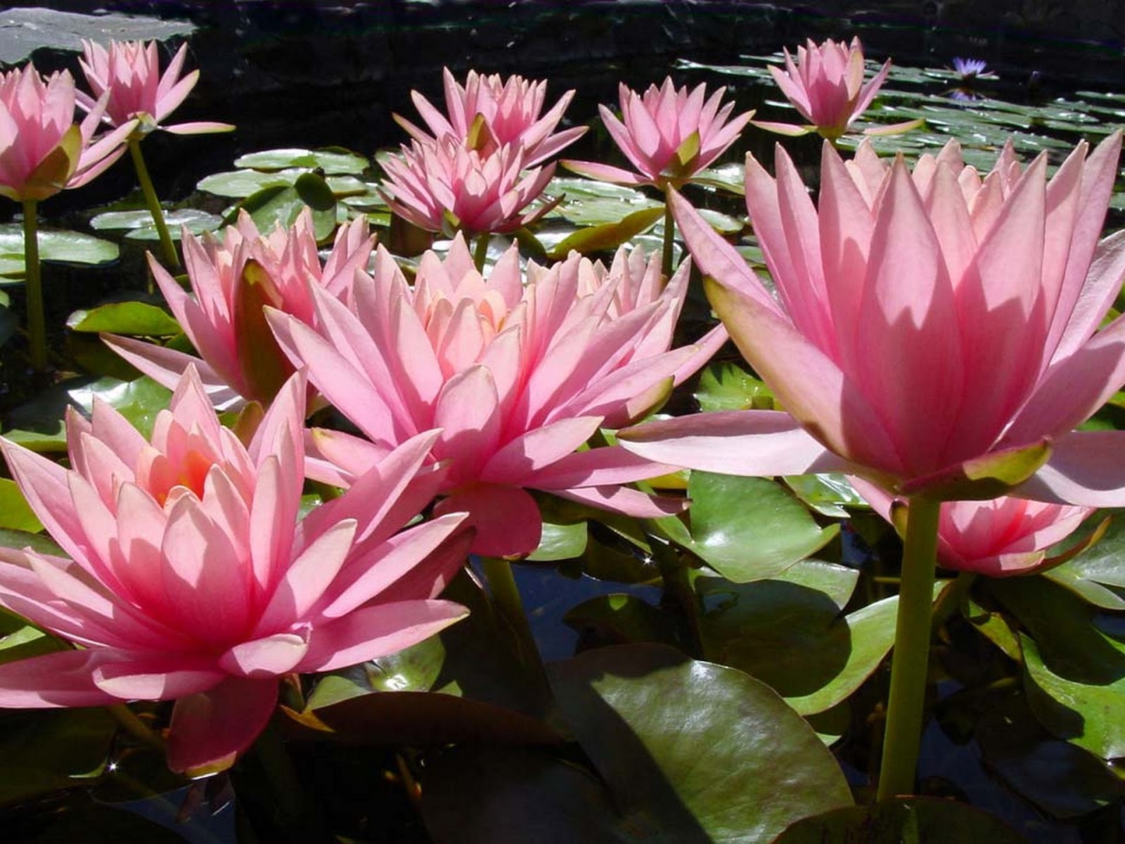 Water Lily - High Quality Wallpapers