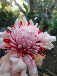 My flowers: BUNGA UNJAI BUNGA UNJI BUNGA KECOMBRANG