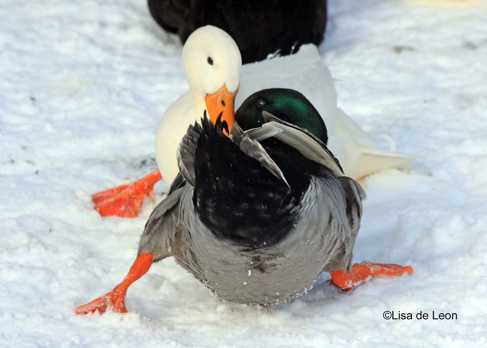 Birding with Lisa de Leon: Duck Fight!