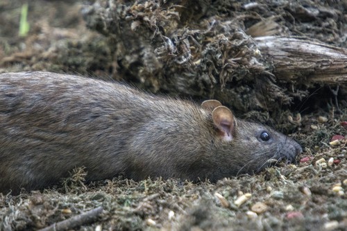 Biodiversidad Costa Granadina y ... (Fauna): Rata común, rata parda ...