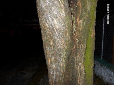 El Bable: El Chote y sus bondades