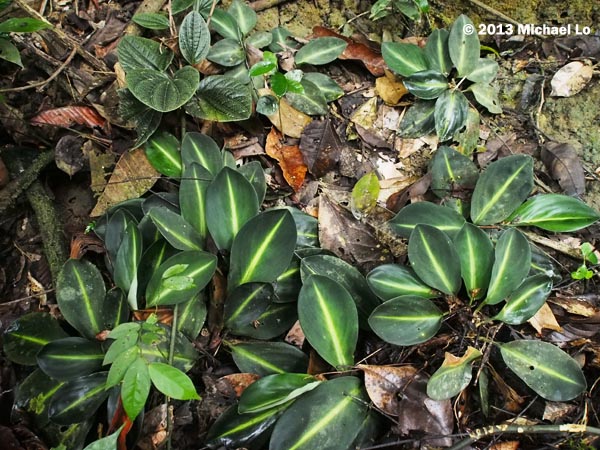 The rainforests of Borneo & Southeast Asia: Wild ginger from limestone ...