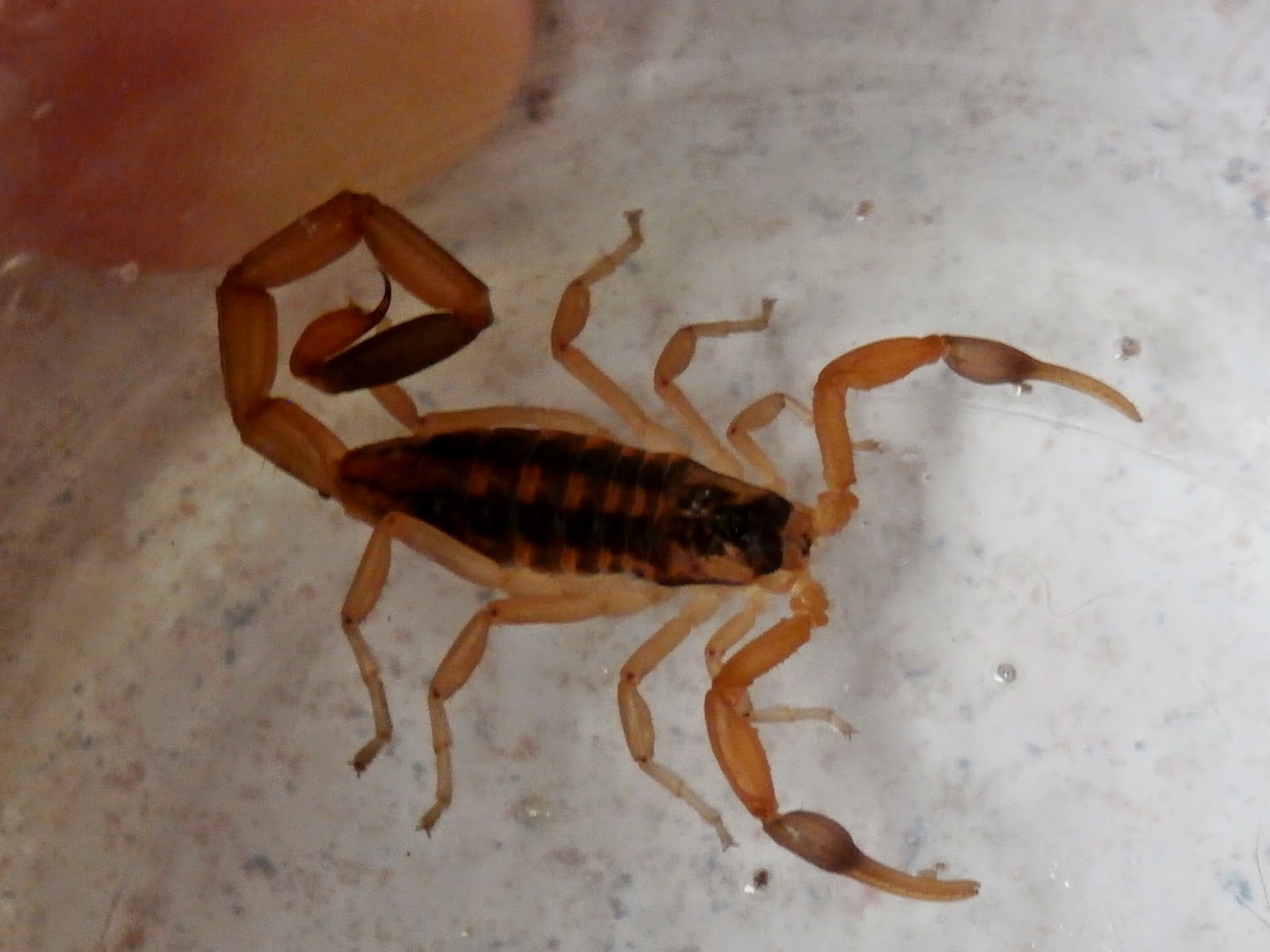 Krazo Acres: Bug Week, Striped Bark Scorpion