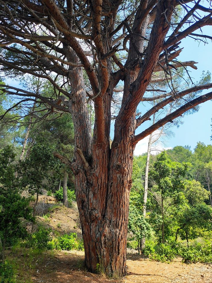 Relat "ARBRES MONUMENTALS DE CATALUNYA QUE NO TENEN – ENCARA – CAP ...