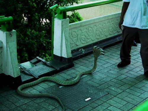 shiva : immortal snake