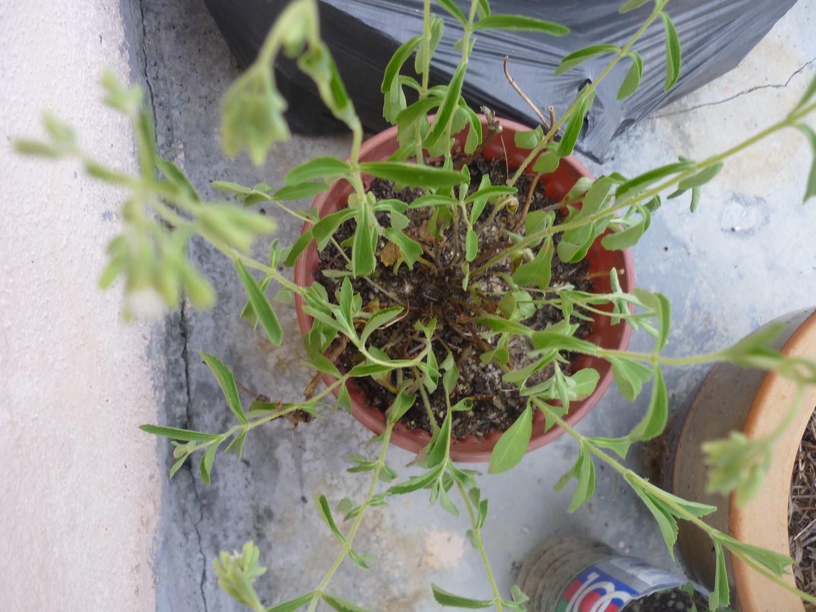 rookie gardener (pekebun amatur): Pokok stevia berbunga