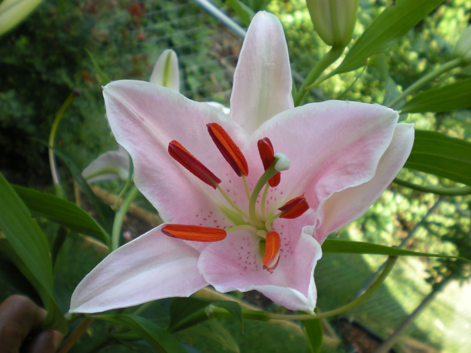 Garden Minutes - 庭日記: New Asian lilies opened up this morning