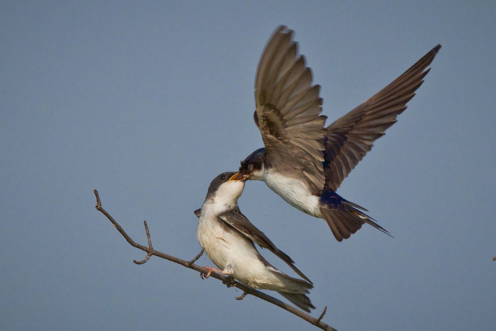 Feather Tailed Stories: Tree Swallow (juveniles)