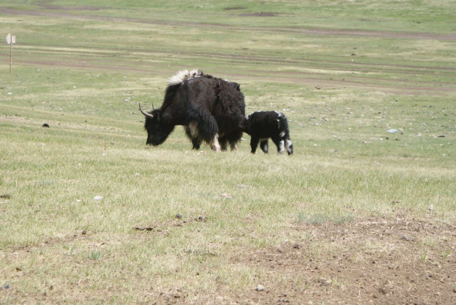 terry's new thread: Mongolian Animals