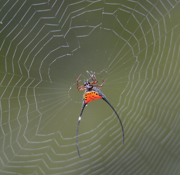 Mike is the name Birding is the game ( Birding in Malaysia - Malaysian ...