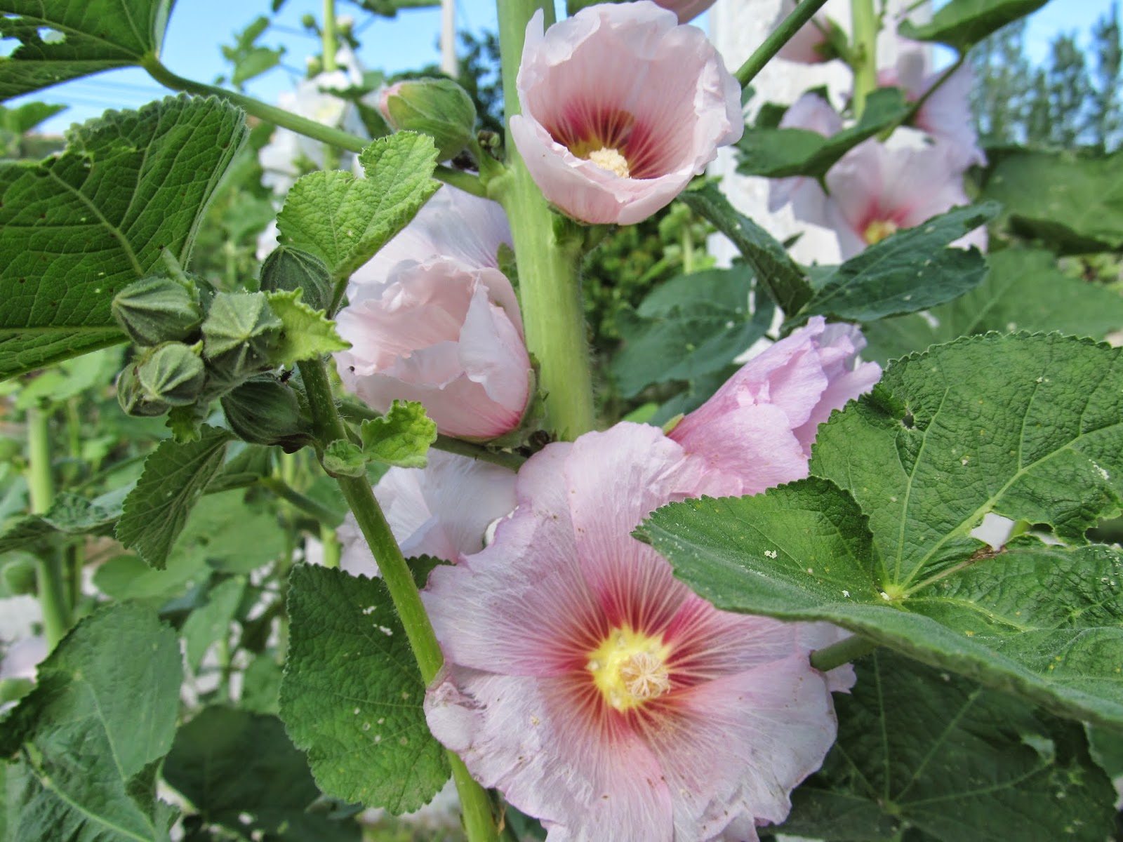 Cittaslow Botanik Park: HATMİ ÇİÇEĞİ ( Gülhatmi)