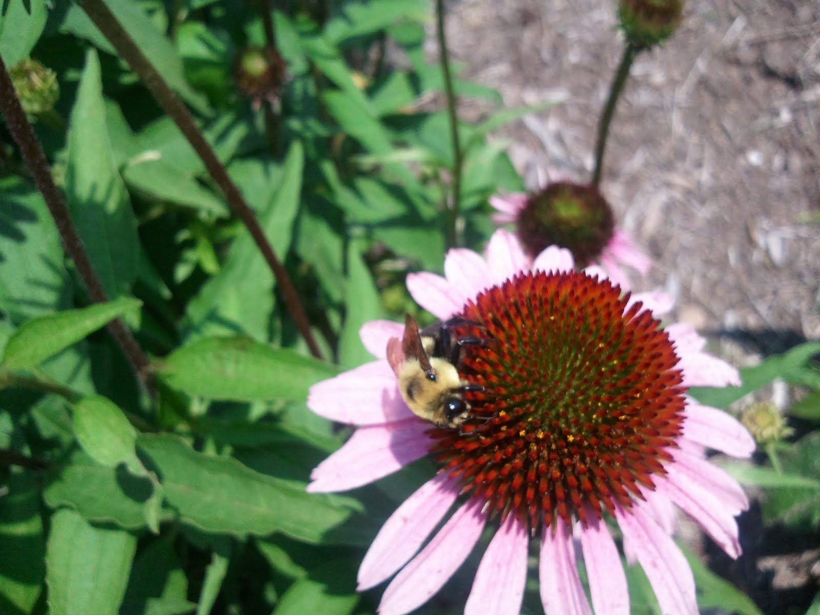 The Daily Entomologist: Kentucky Pollinator Park!