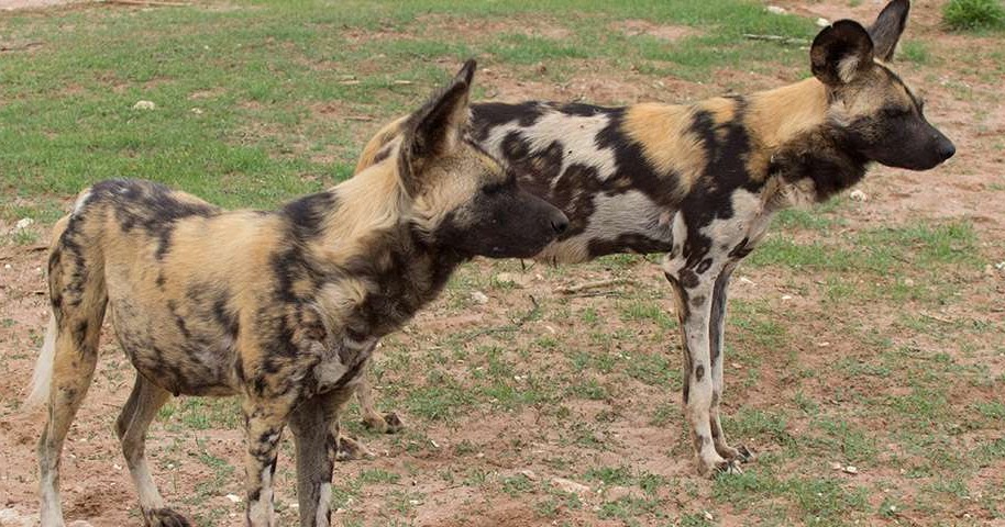 Canid Evolution: Camouflage and Identification: Canid Colouration