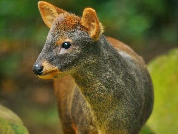 Art et glam: Je suis le parrain d'un pudu des Andes au zoo de Vincennes