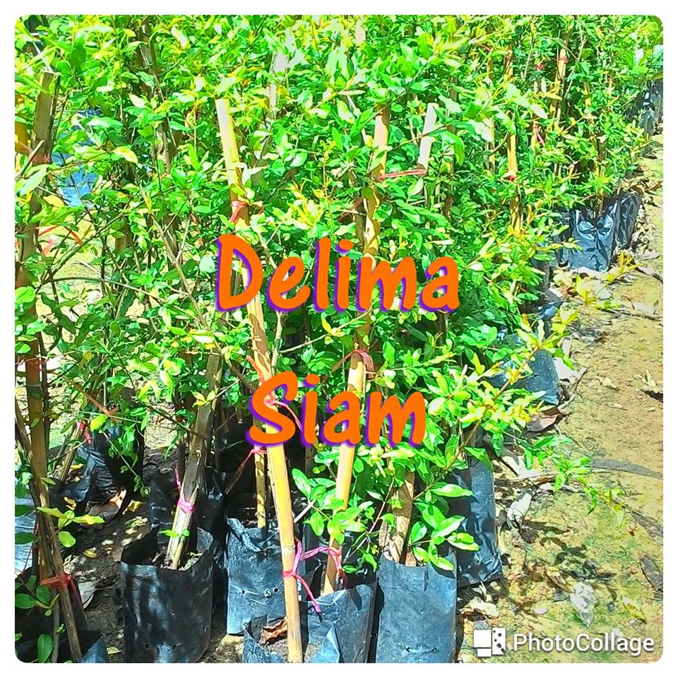 D'LAMAN HIJAU NURSERY: TANAM POKOK DALAM PASU