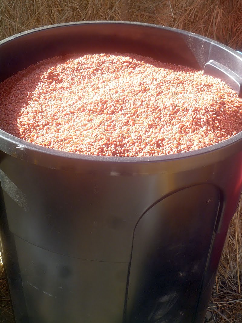 Rural Revolution: Planting hard red spring wheat