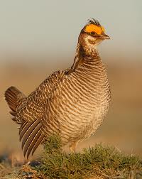 Satisfaction for Insatiable Readers: BLOG TOUR: Prairie Chicken LIttle ...