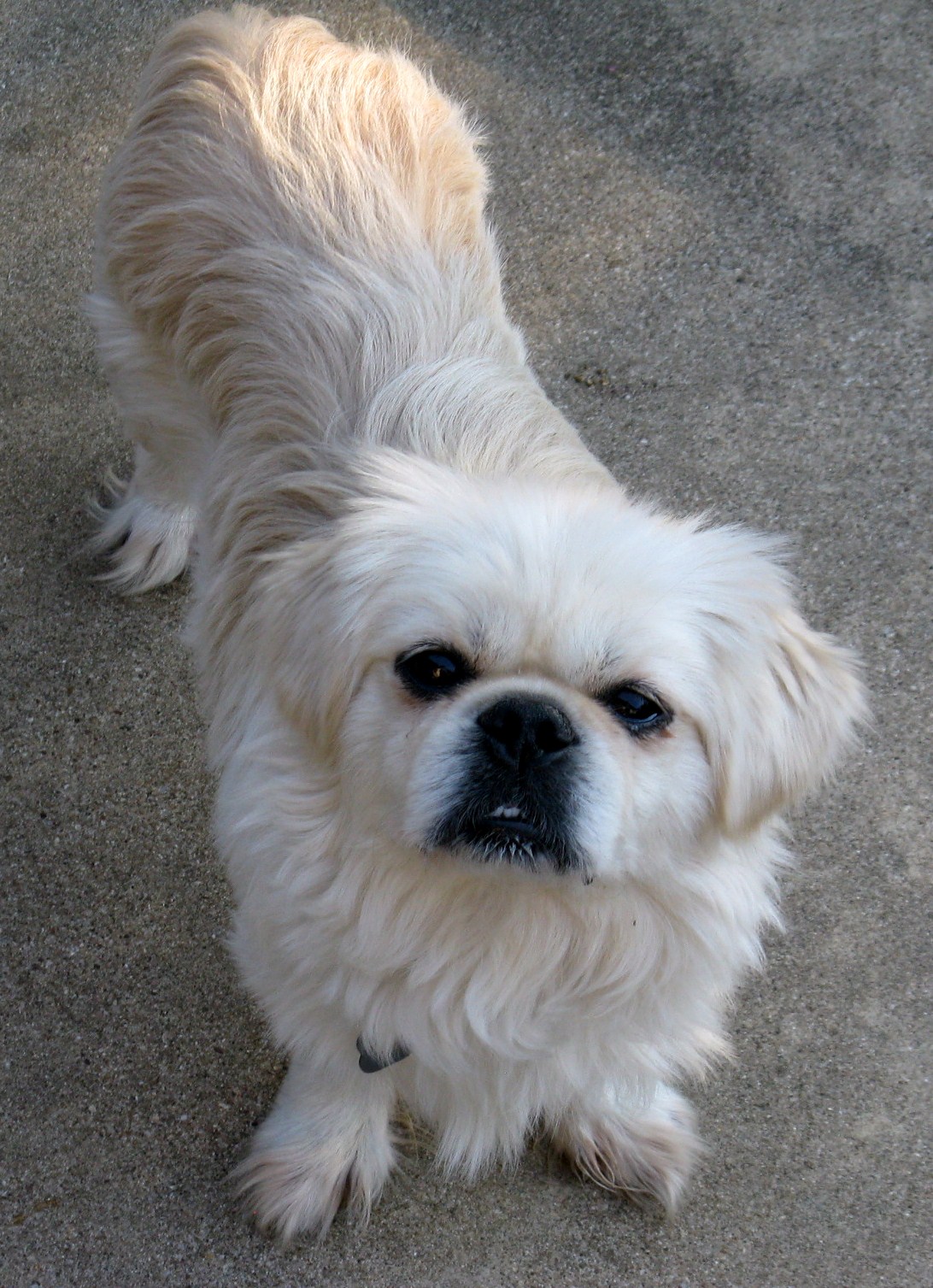 The Pretty Pekingese - Supporting Pekes & You Pekingese Rescue: Otis