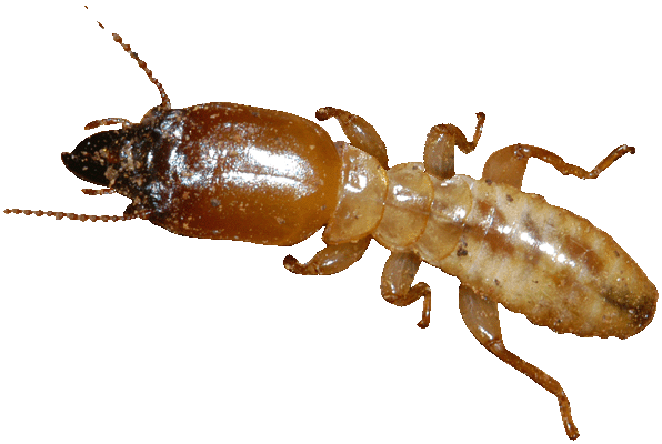 As maiores pragas de uma grande cidade - O mundo das idéias