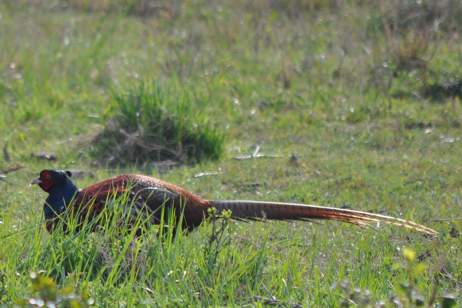 ZOOTOGRAFIANDO (6.100 ANIMALS): FAISÁN COMÚN / COMMON PHEASANT ...