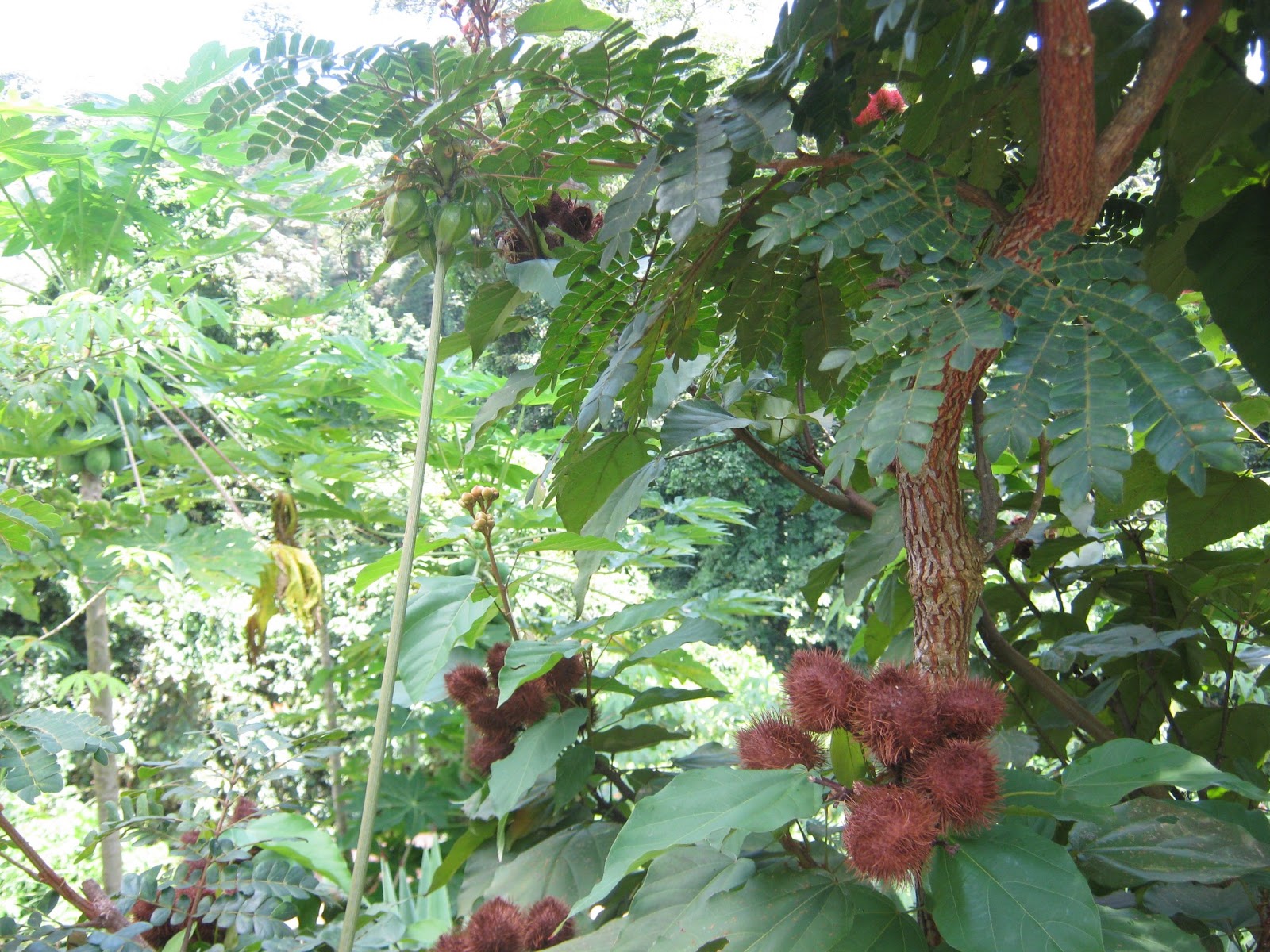 LDS Congo Mission: Into Africa...Trip From Kinshasa to Zongo Falls