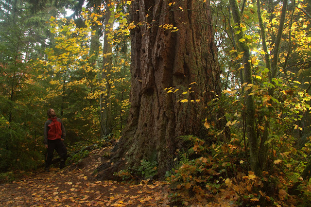 UBC Ancient Forest Committee: UBC AFC