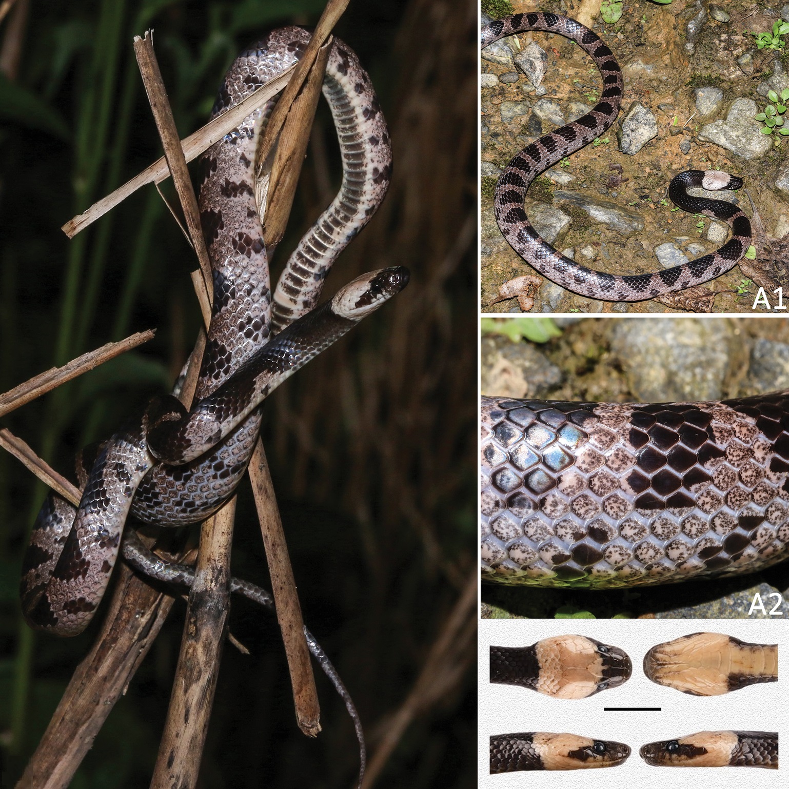Species New to Science: [Herpetology • 2020] Lycodon cathaya • A New ...