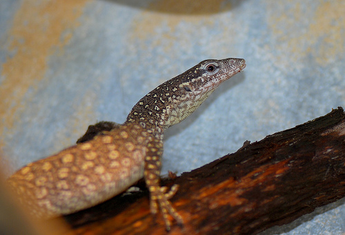 Semua Tentang drh.Menyil: NYAMBEK MANIA