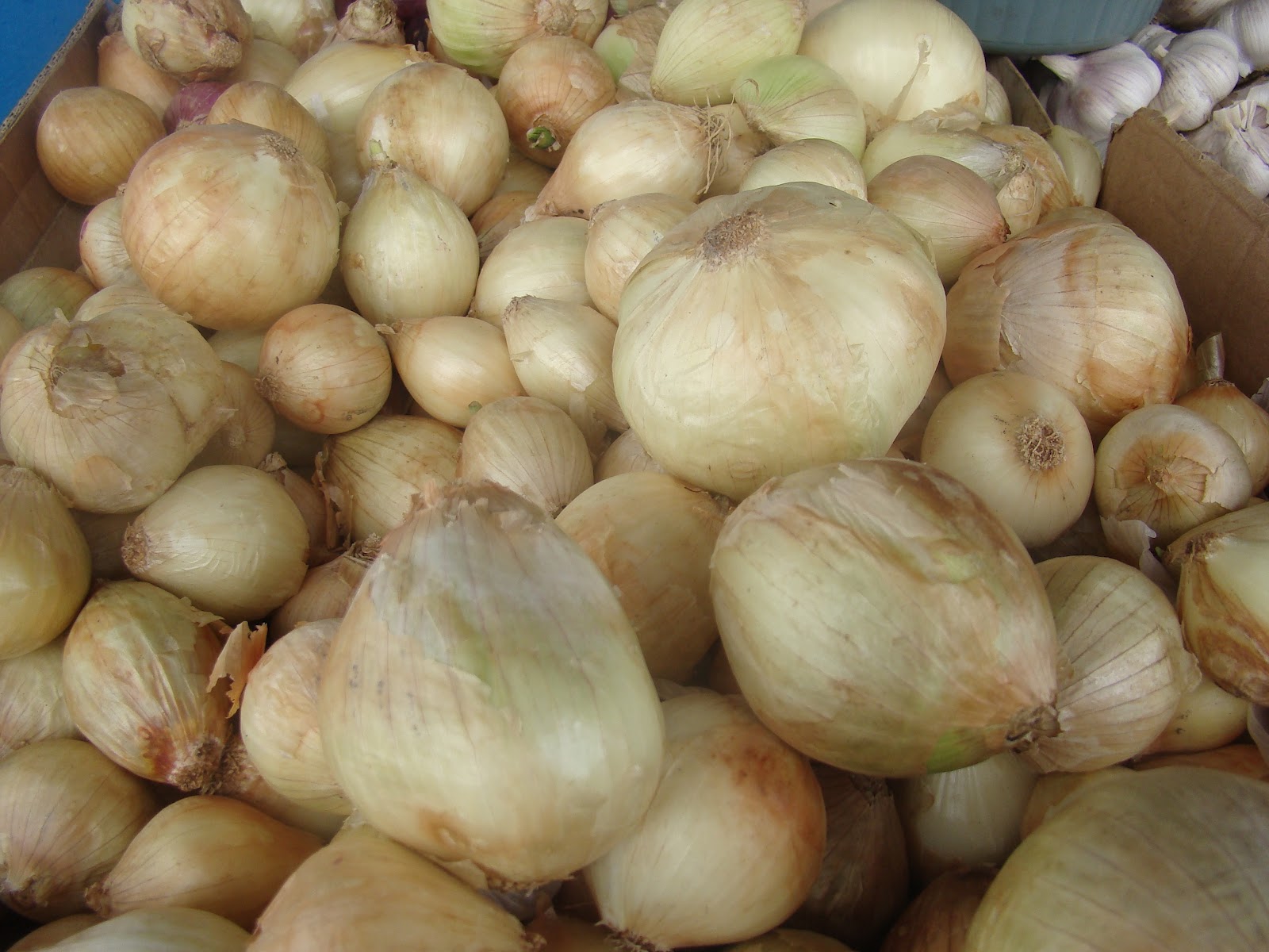 Saca de Cebola Chega a 25 Reais ~ O Rural 22