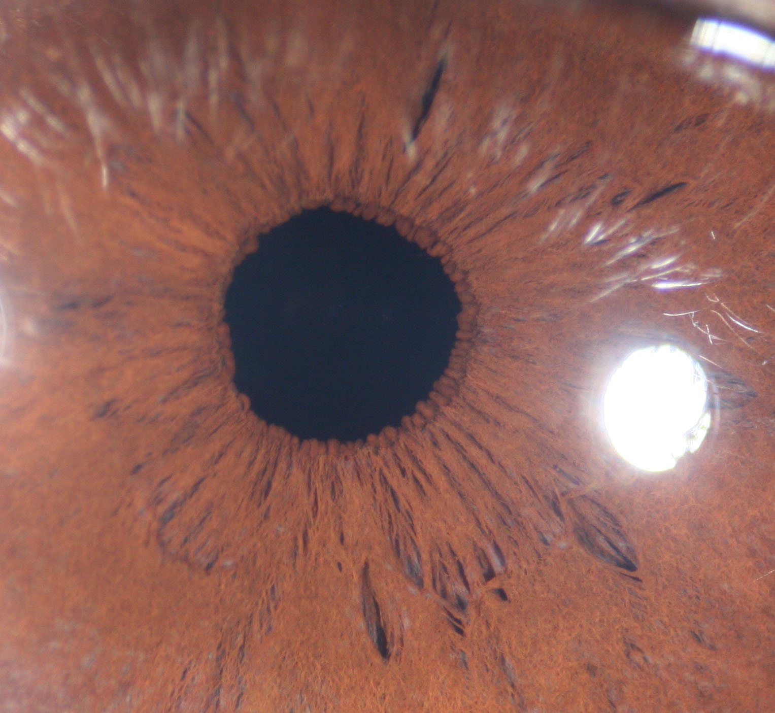 Iris Eye Border at Marcelene Grant blog