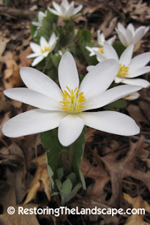 Restoring The Landscape With Native Plants: Native Plant of the Week ...