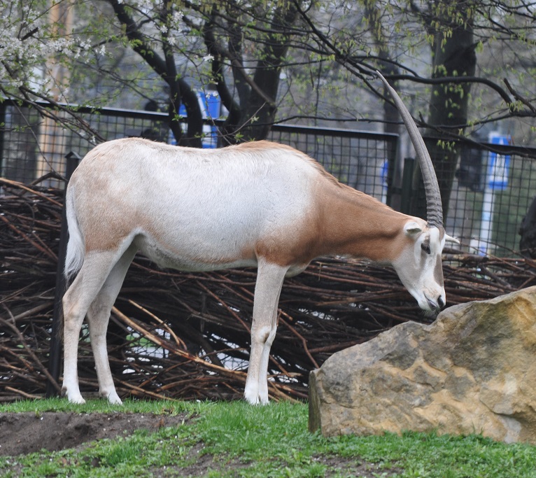ZOOTOGRAFIANDO (6.100 ANIMALS): ORIX DE CUERNOS DE CIMITARRA / SCIMITAR ...