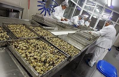 Cresterea melcilor, ferma de melci