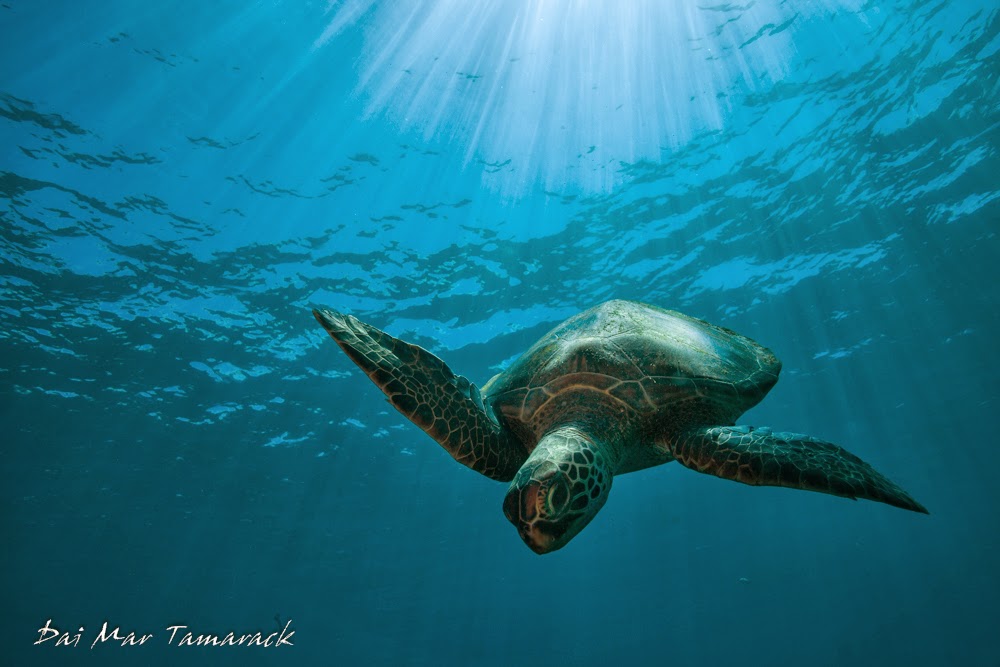 Maui Sea Turtles