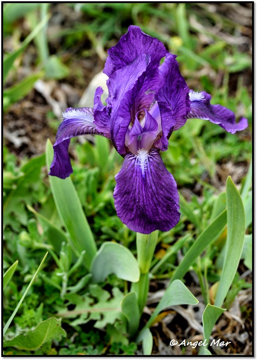 Flores y Bichos ***: Lirios silvestres / Wild lilies (Iris lutescens ...