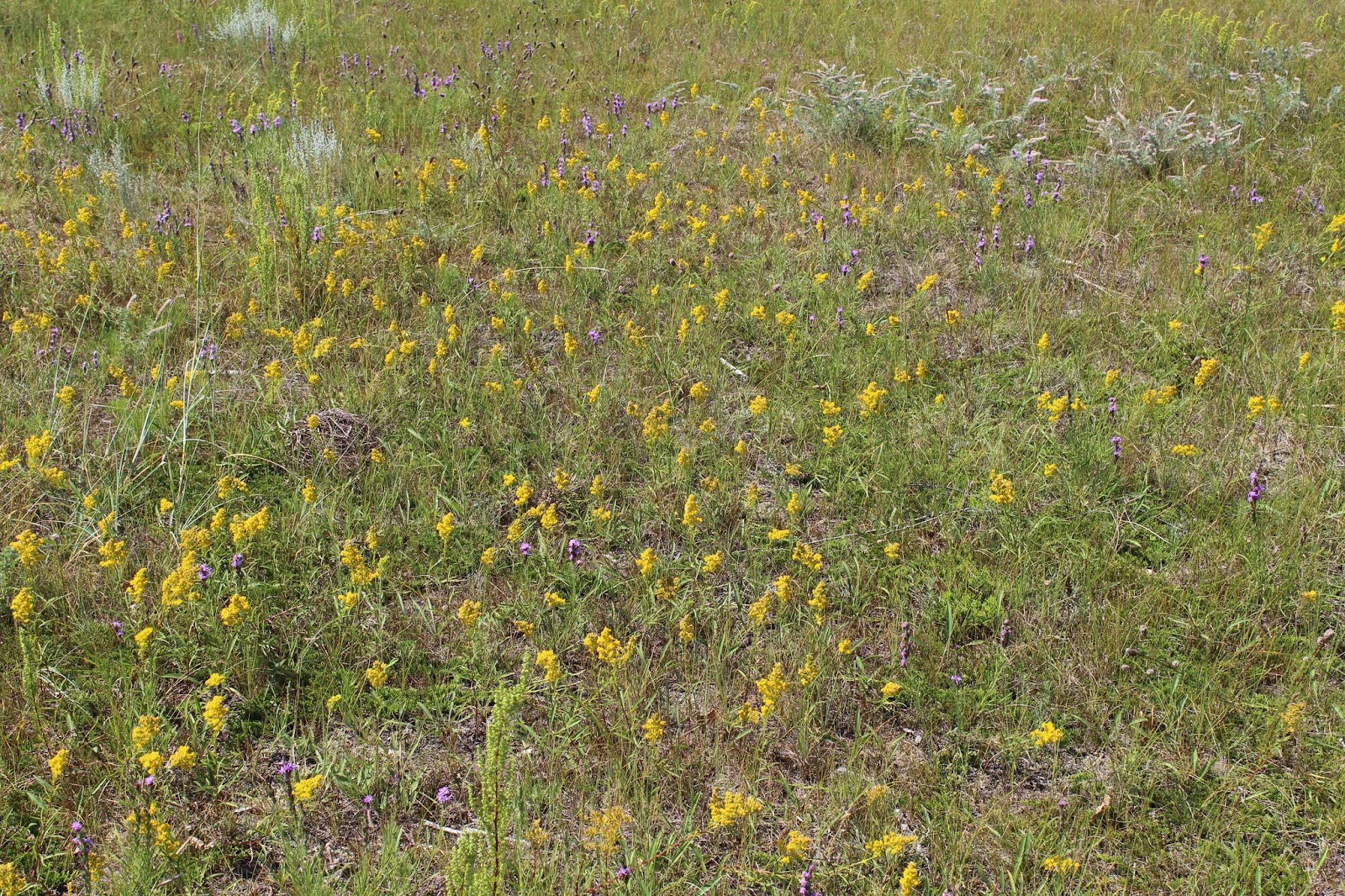 Living Our Lives Well: Manitoba Wild Flowers